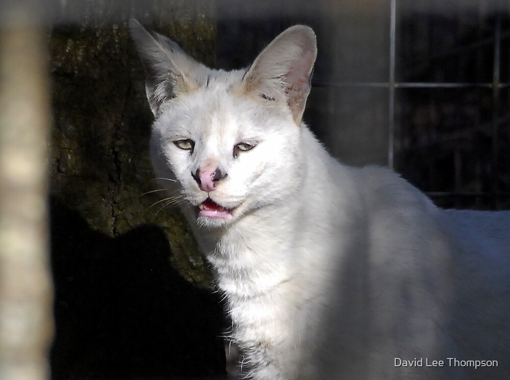 "Rare White Serval" by David Lee Thompson | Redbubble