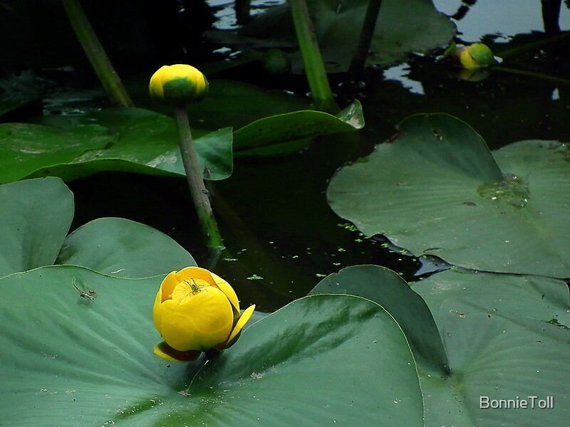 "Bullhead Lily (Nuphar variegata)" by BonnieToll | Redbubble