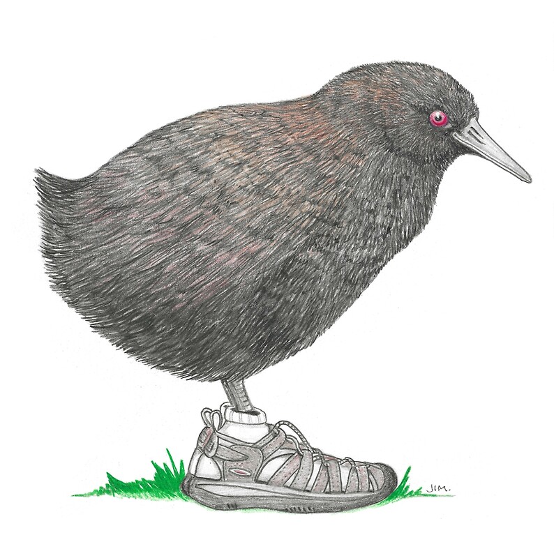 "Inaccessible Island Rail in Sandals " by JimsBirds | Redbubble