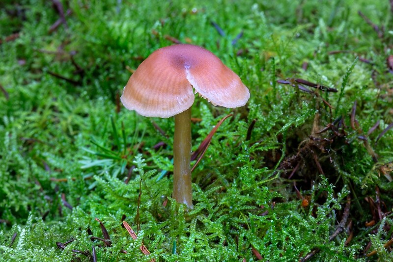 "Split Fungi" by Dave Hare | Redbubble