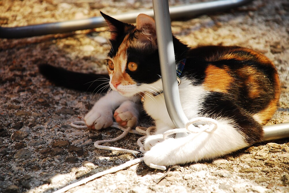 "Tortoise Shell Kitten " by jojobob | Redbubble