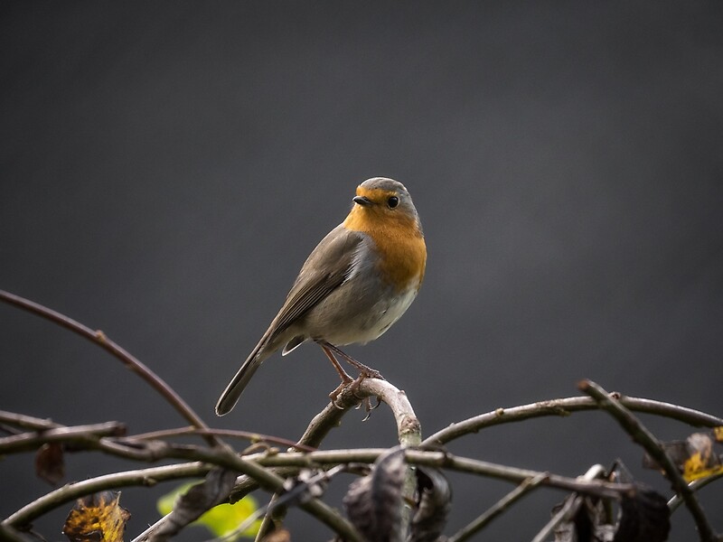 "Robins in summer" by Mike Ahrens | Redbubble