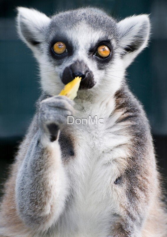 "Lemur Lunch" by DonMc | Redbubble
