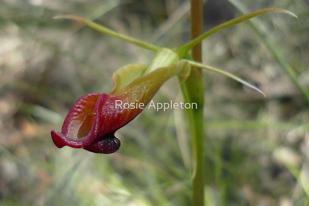 "Large Tongue Orchid "Cryptostylis subulata"" by Rosie Appleton | Redbubble