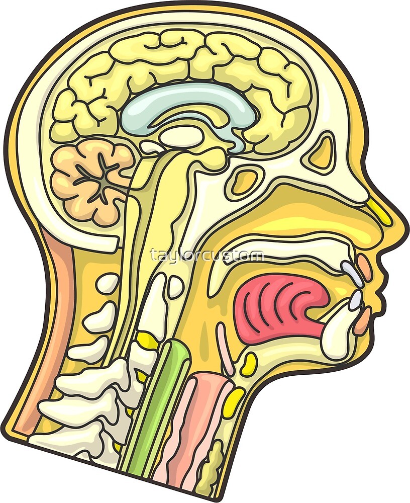 "Human Head Anatomy Cross Section Illustration" by taylorcustom | Redbubble