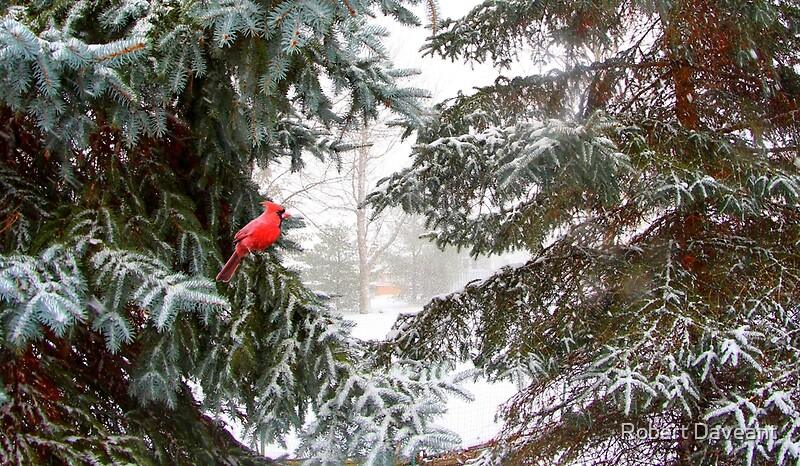 "Red Cardinal in Winter Scene" by Robert Daveant | Redbubble