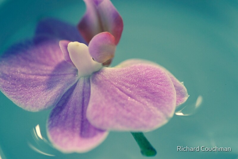 "" Petalled Sublimity " " by Richard Couchman | Redbubble