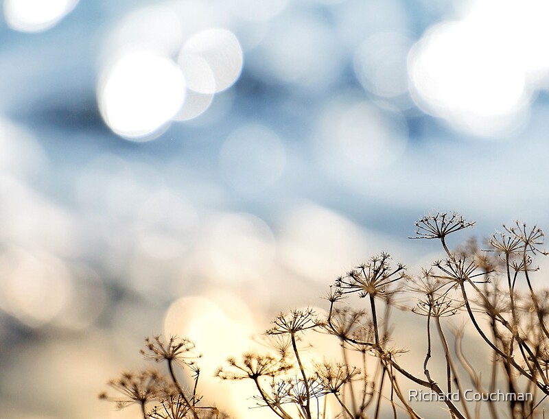 ""Sun, Ocean, Reborn "" by Richard Couchman | Redbubble