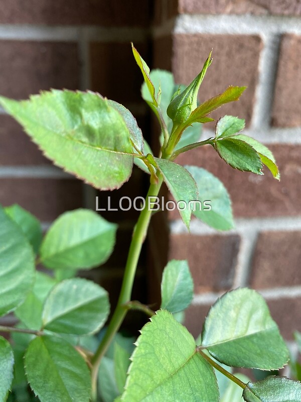 "Rose Bud, Brick Wall- Botanical " by LL00Blooms | Redbubble