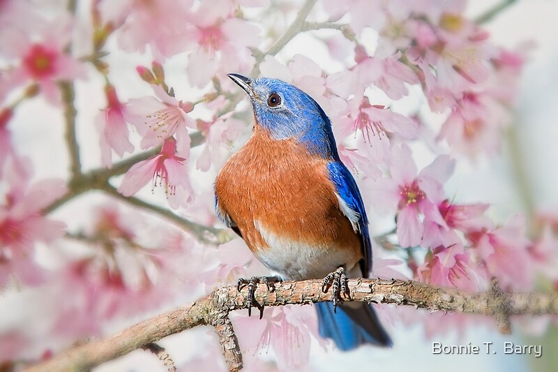 "Bluebird in Spring" by Bonnie T. Barry | Redbubble