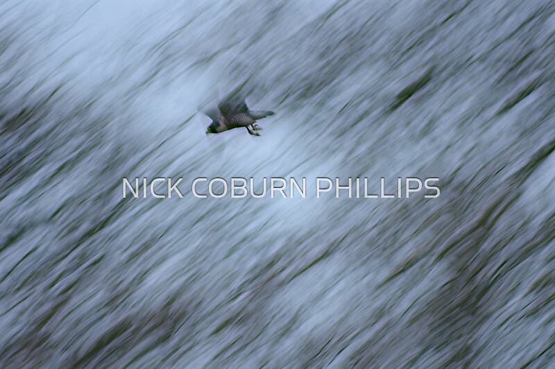 "THE PIGEON BOMBER" by NICK COBURN PHILLIPS | Redbubble