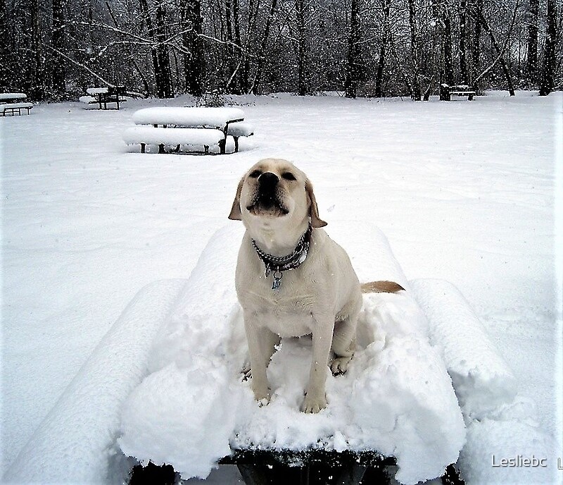 "My Butt's Cold!" by Lesliebc | Redbubble