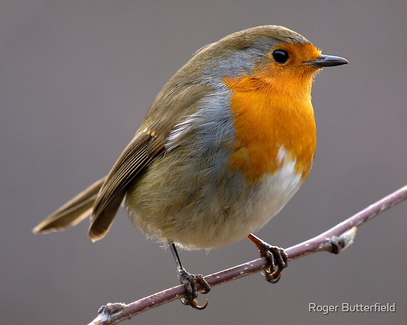 "European Robin" by Roger Butterfield | Redbubble