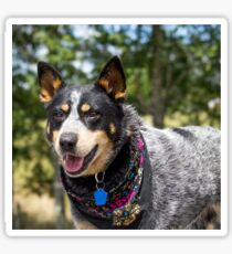 Blue Heeler: Stickers | Redbubble