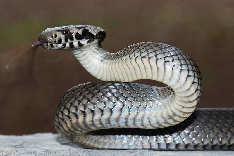 "Pale-headed snake (Hoplocephalus bitorquatus)" by herpetofauna | Redbubble