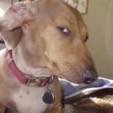 "bombastic side eye dog" Sticker for Sale by laraloosbergh | Redbubble