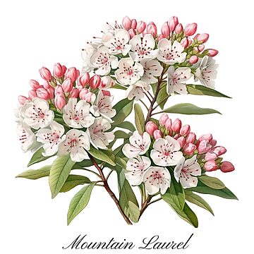 "Connecticut State Flower-Mountain Laurel" Sticker for Sale by ...