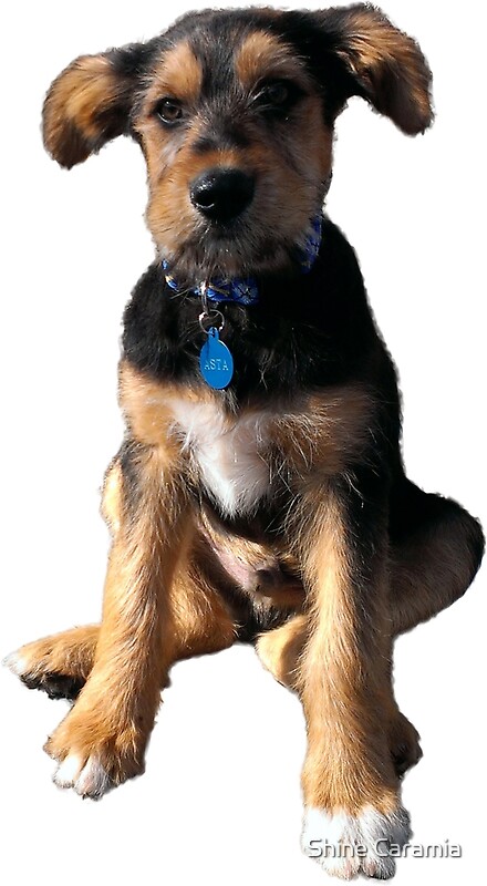 "Asta the Airedale Terrier is Such a Cute Fuzzy Puppy" by Shine Caramia ...