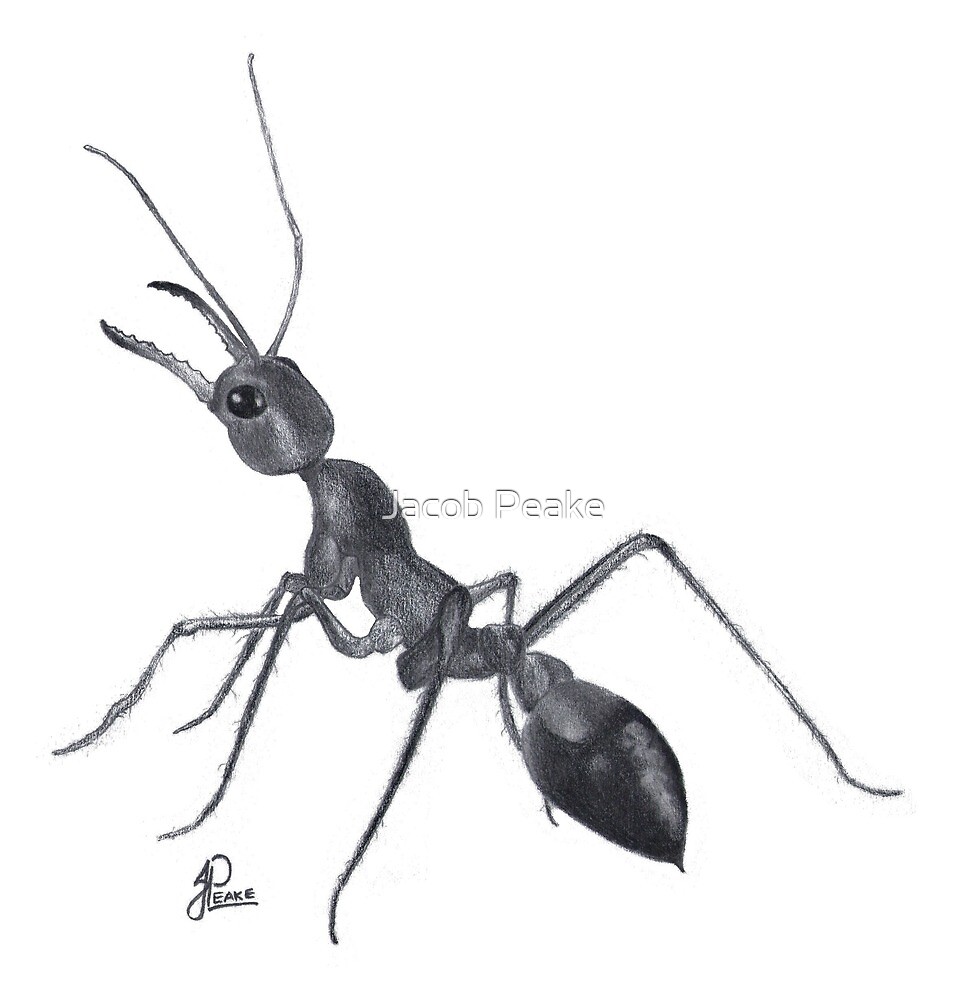 "Giant Bull Ant" by Jacob Peake | Redbubble
