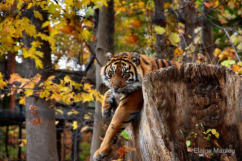 "Autumn Tiger " by Elaine Manley | Redbubble