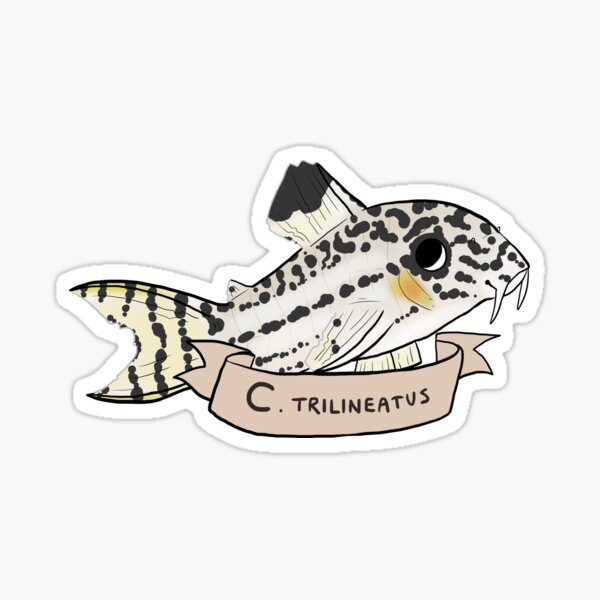 Corydoras Stickers | Redbubble
