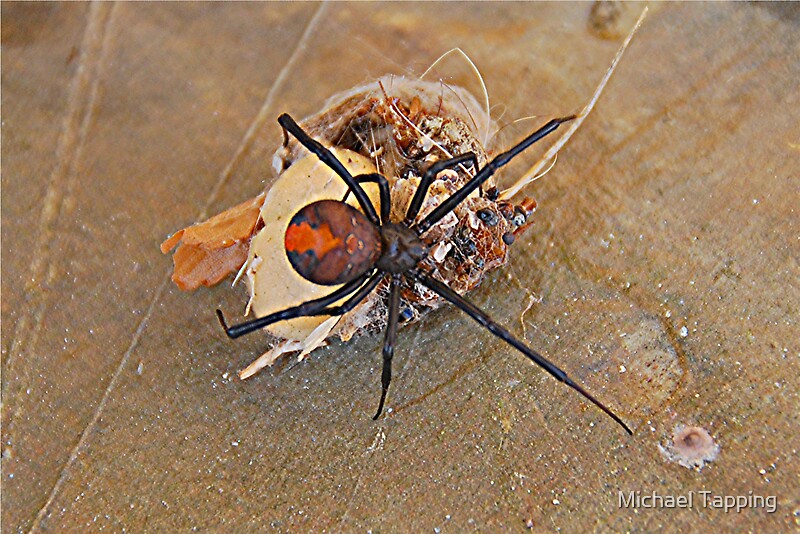 "Australian Redback Spider." by Michael Tapping | Redbubble