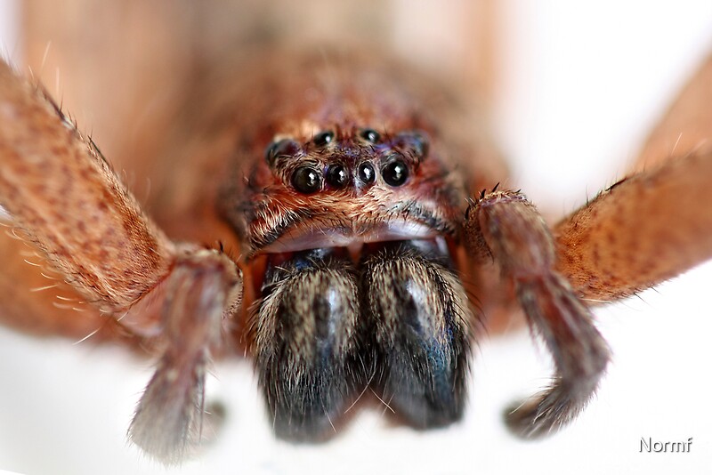 "Brown Huntsman Spider, Isopeda vasta?" by Normf | Redbubble