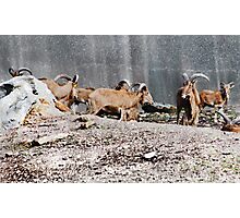 "Meeting Of Barbary Sheep" by miroslava | Redbubble