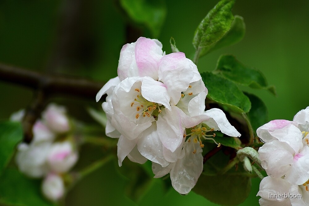 "Spring" by Innerbloom | Redbubble