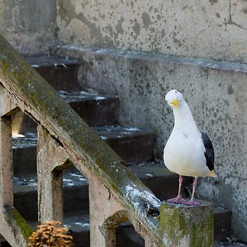 "Confused Seagull" Photographic Print for Sale by Reese Ferrier | Redbubble