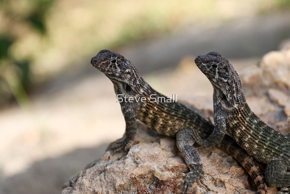 "Lizard pair" by Steve Small | Redbubble