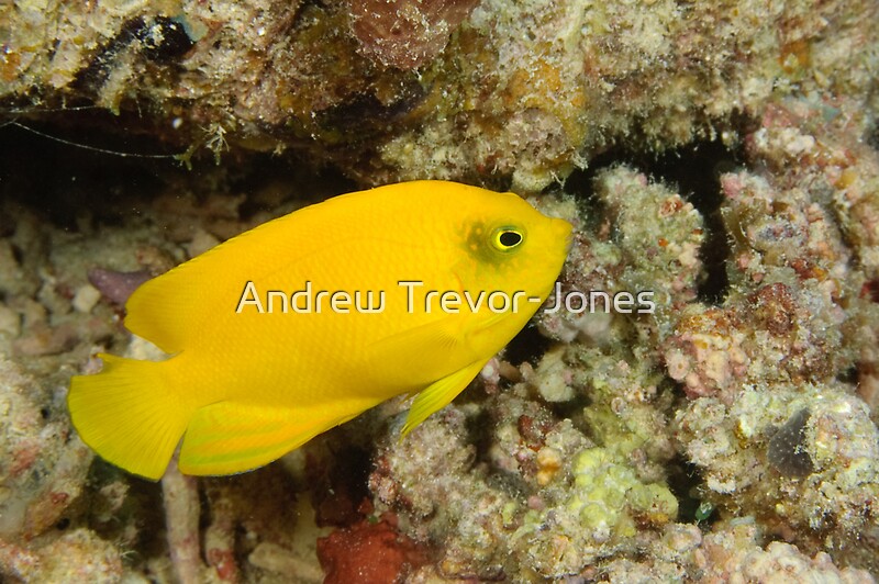 "Herald's Angelfish" by Andrew Trevor-Jones | Redbubble