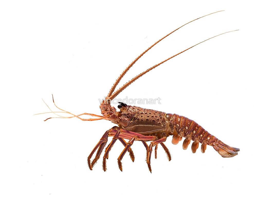 "Western Rock Lobster" by vincedoranart | Redbubble
