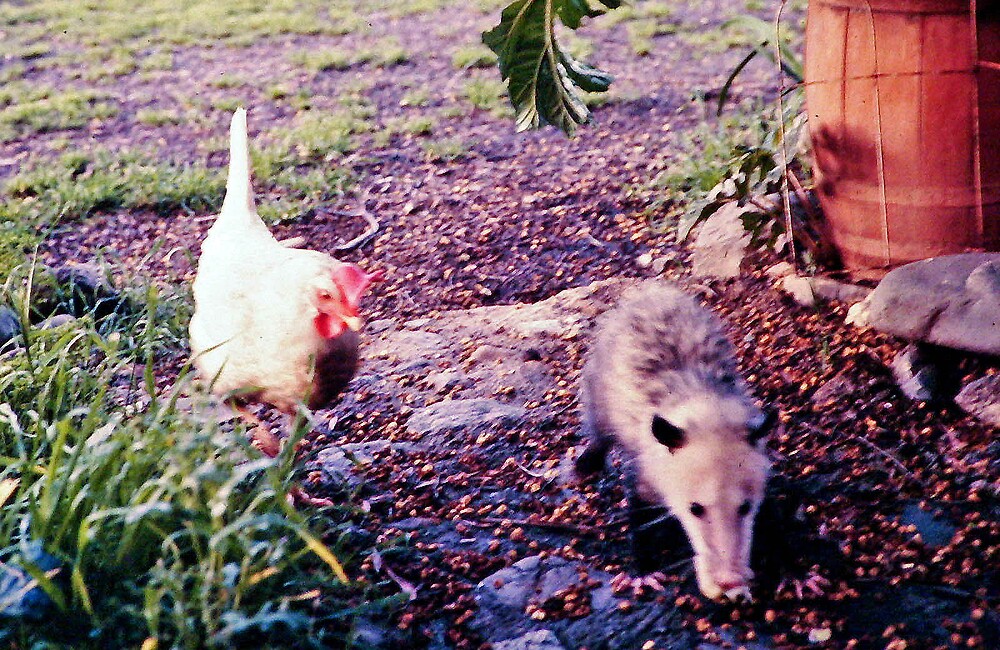 "White Leghorn Hen chasing off Mr. Peter Possum." by Edward Henzi ...