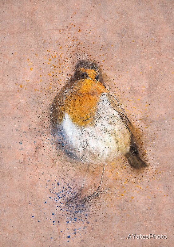 "Vintage robin print" by AYatesPhoto | Redbubble