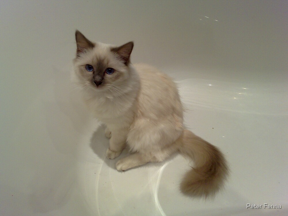 "Jasper" by Peter Fenna | Redbubble