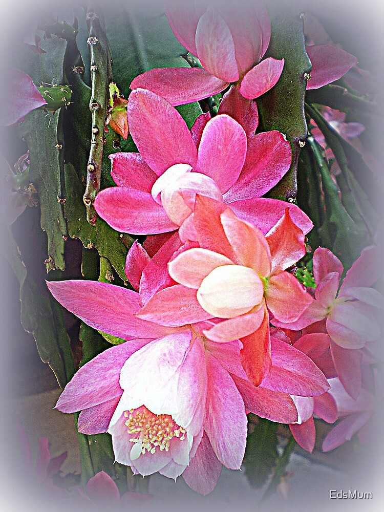 "Weeping Cactus-Commonly called Christmas Cactus" by EdsMum | Redbubble