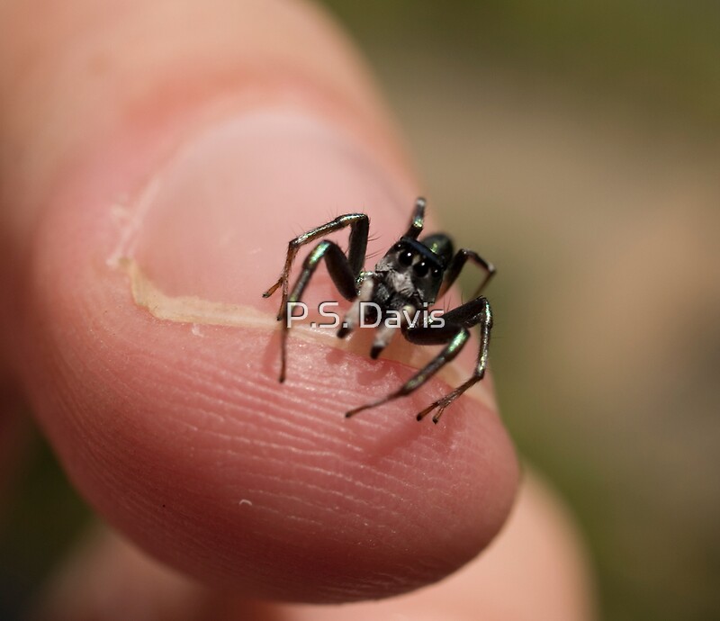 "Spider Fingers..." by Paul Davis | Redbubble