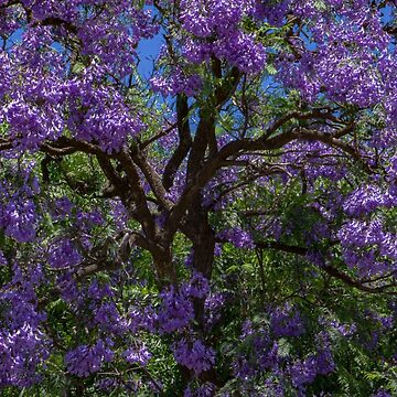 "Jacaranda Tree Brilliance - Bendigo, Victoria" Kids T-Shirt for Sale ...