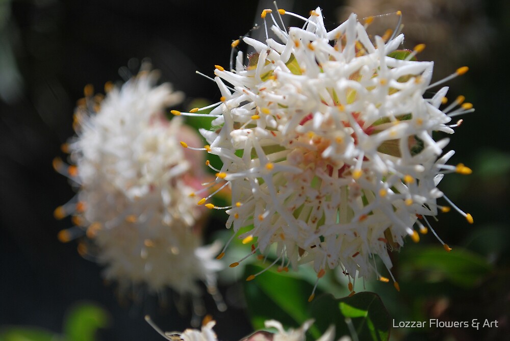 "Slender Rice Flower. Pimelea linifolia. Mt Buffalo" by Lozzar Flowers ...