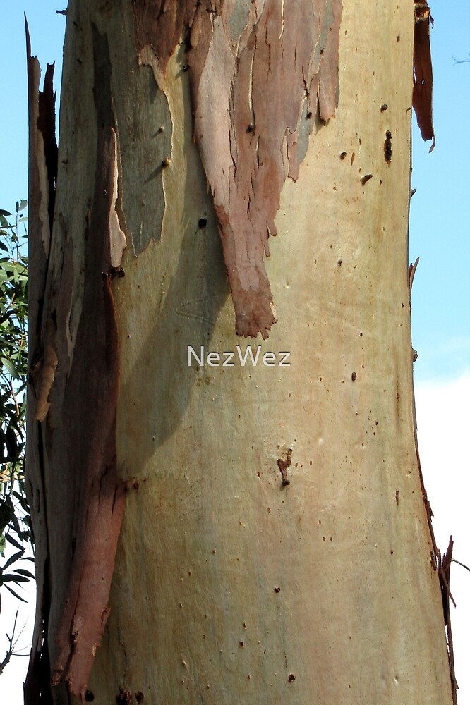 "Gum tree bark 5: warm smooth sheeny" by NezWez | Redbubble