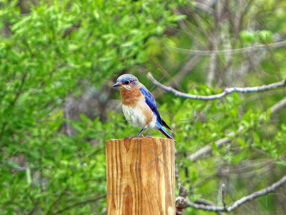 "Bluebird on a Fence Post" by FrankieCat | Redbubble