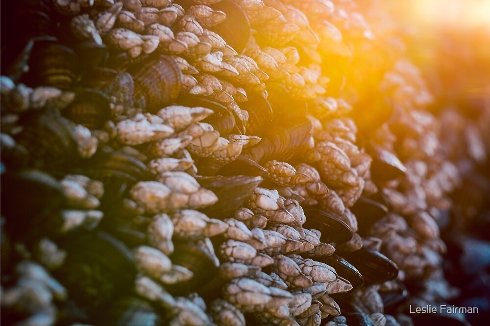 "Gooseneck Barnacles & Mussels on the Oregon Coast" by Leslie Fairman ...