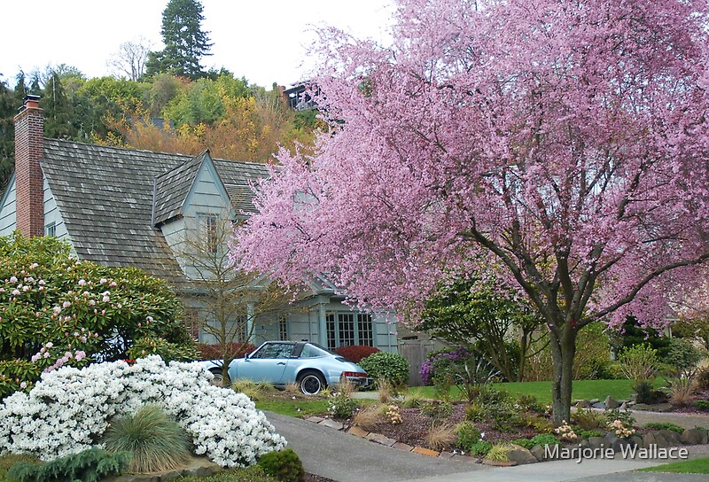 "Spring colour explosion" by Marjorie Wallace | Redbubble