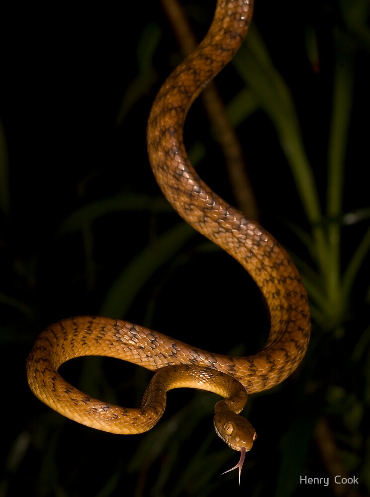 "Brown tree snake Boiga irregularis" by Henry Cook | Redbubble