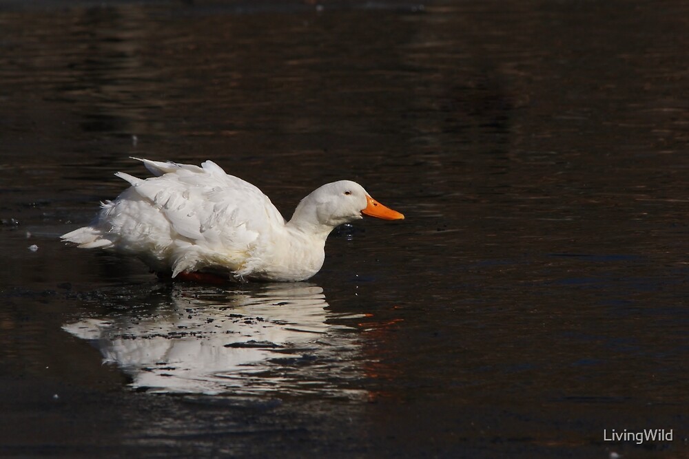 "American Pekin - White Peking Duck Background - Shadows and Light of ...
