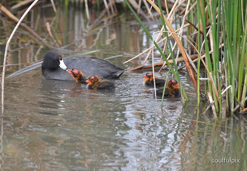 "American Coots " by soulfulpix | Redbubble