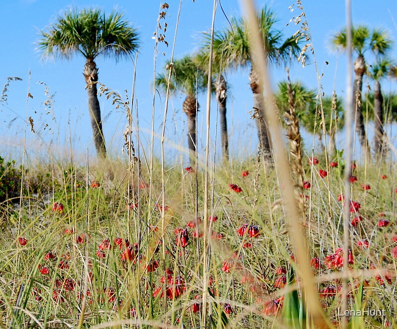 "Beach Flora" by LenaHunt | Redbubble
