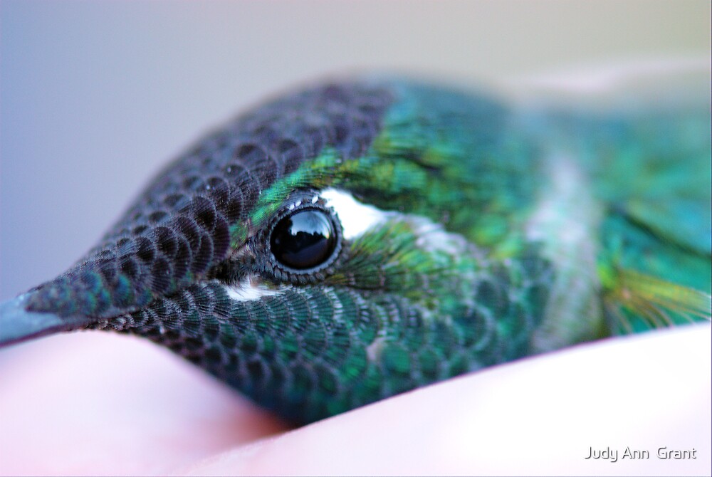 "Eye of a Hummingbird" by Judy Ann Grant | Redbubble