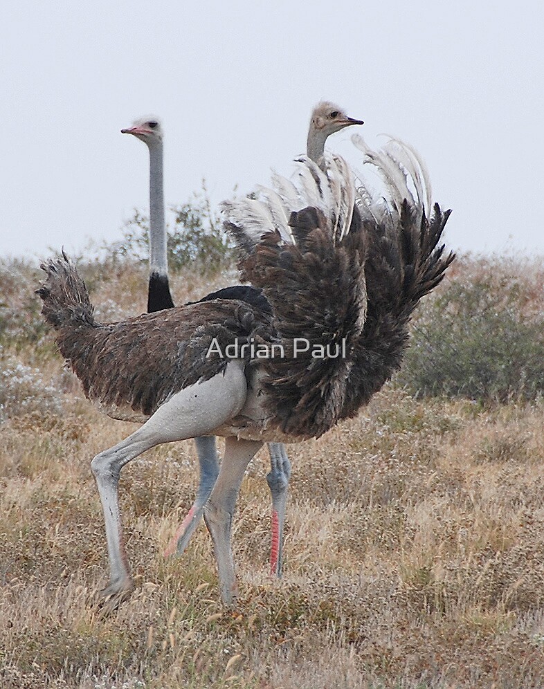 "Ostrich Dance, Central Kalahari Game Reserve, Botswana" by Adrian Paul ...